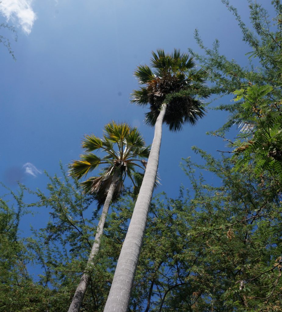 Native Coastal Plants – Nahelehele Dryland Forest Restoration