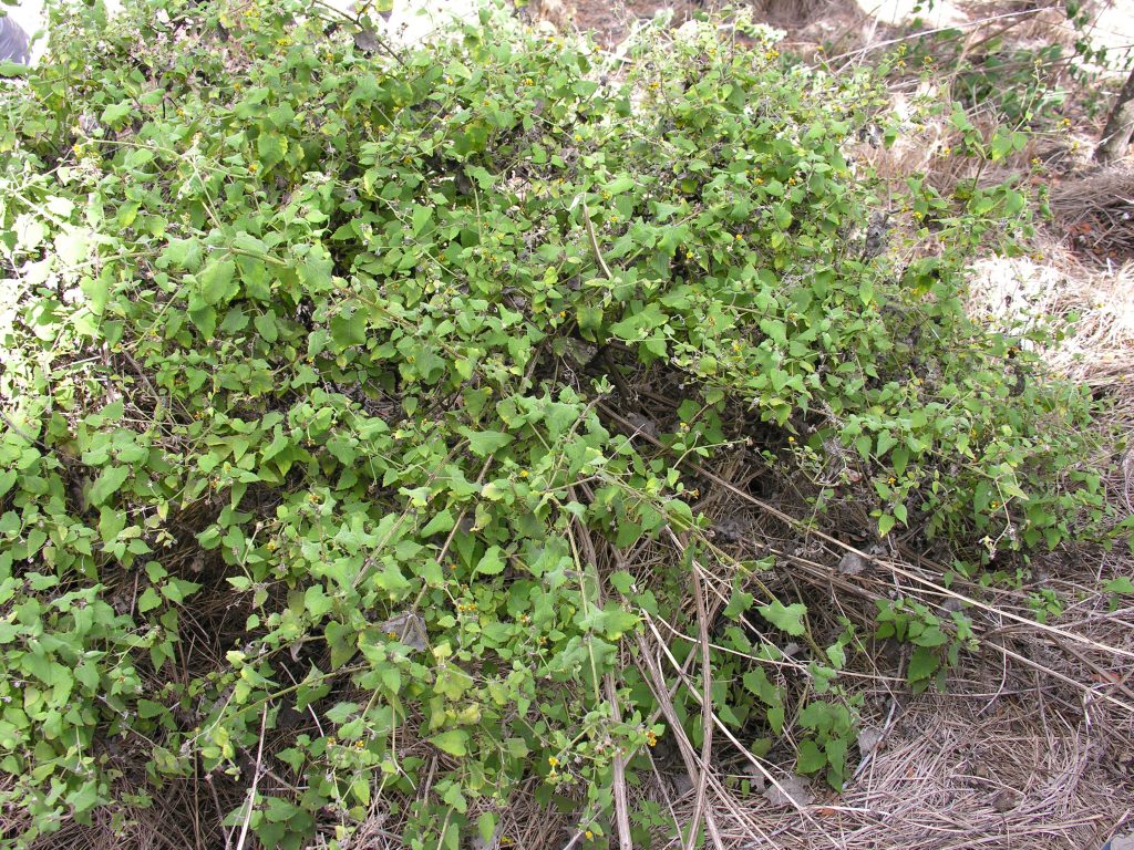 Native Vines – Nahelehele Dryland Forest Restoration