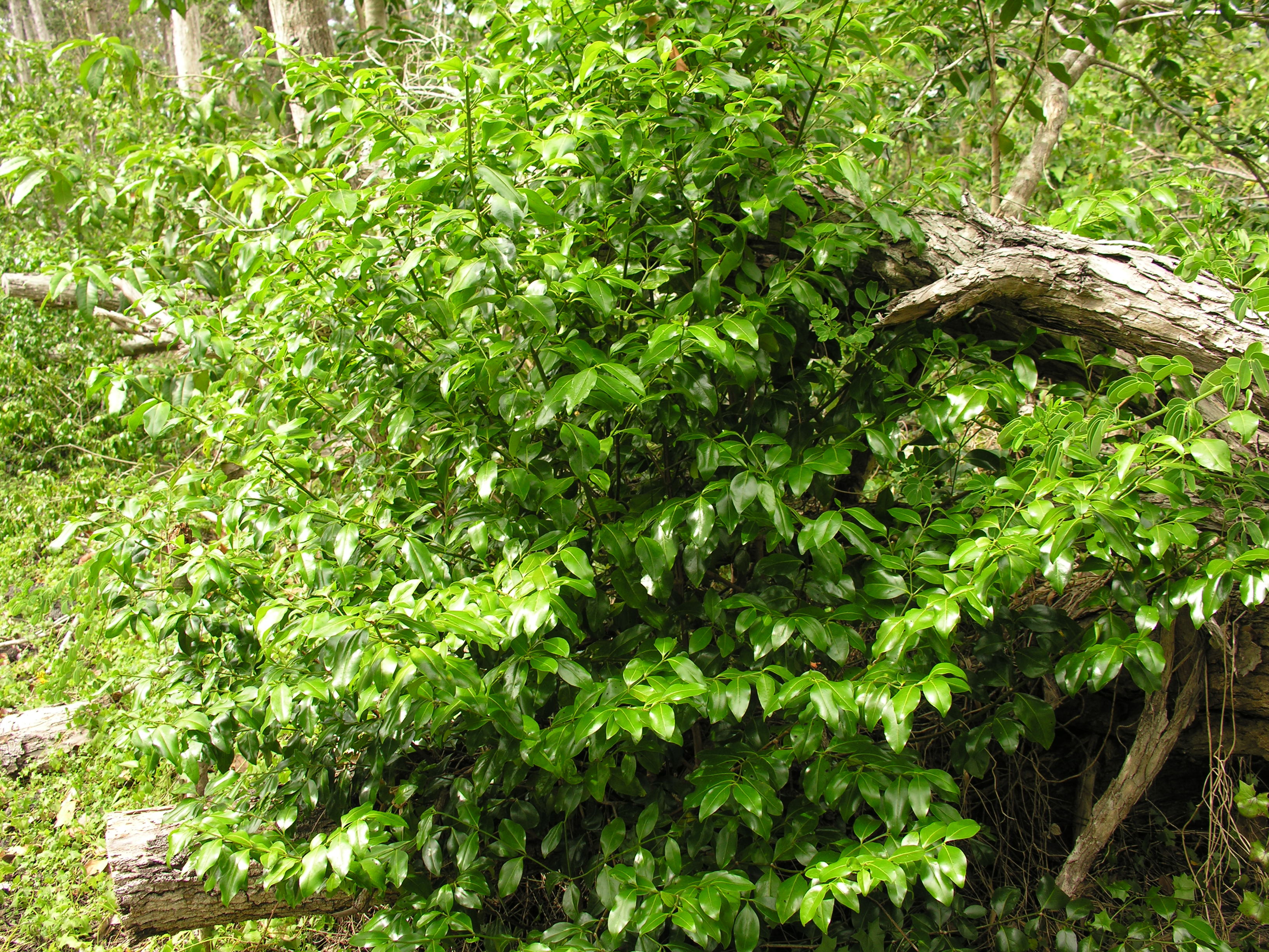 Native Dryland Trees and Their Flowers – Nahelehele Dryland Forest ...
