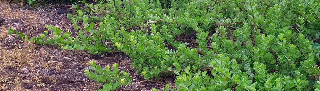 Native Coastal Plants – Nahelehele Dryland Forest Restoration
