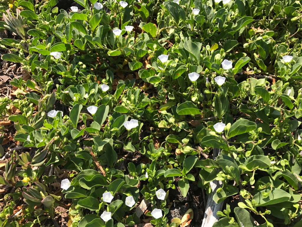 Native Coastal Plants – Nahelehele Dryland Forest Restoration