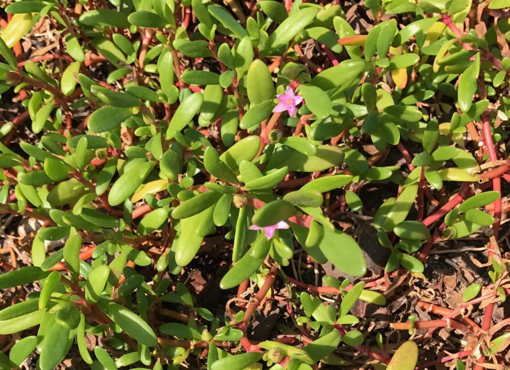 Native Coastal Plants – Nahelehele Dryland Forest Restoration