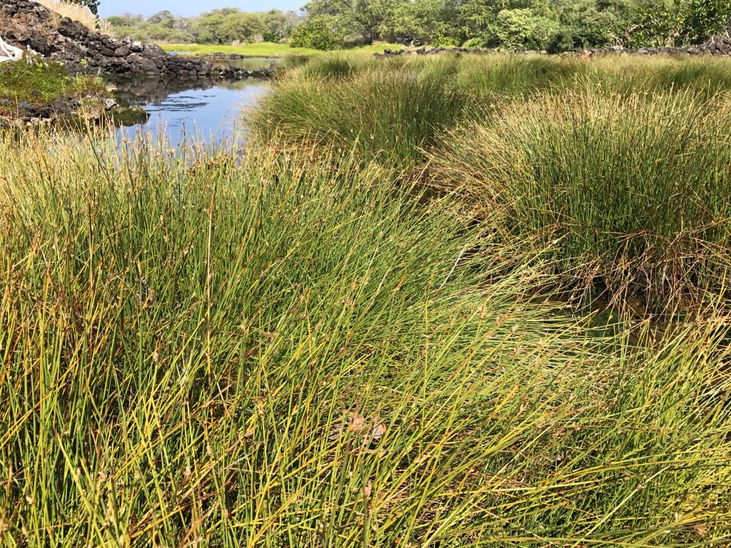 Native Coastal Plants – Nahelehele Dryland Forest Restoration