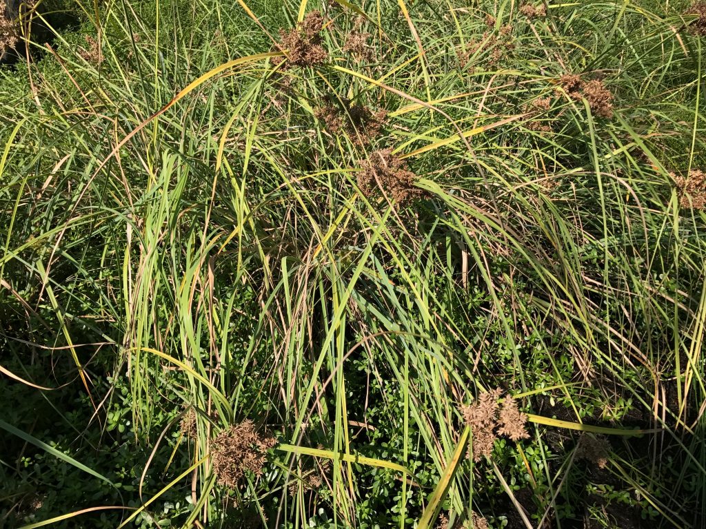 Native Coastal Plants – Nahelehele Dryland Forest Restoration