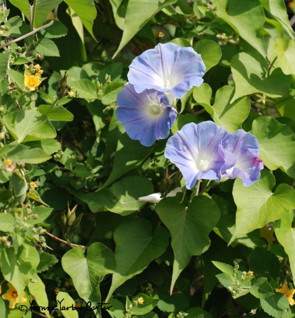 Native Plant Gallery – Nahelehele Dryland Forest Restoration