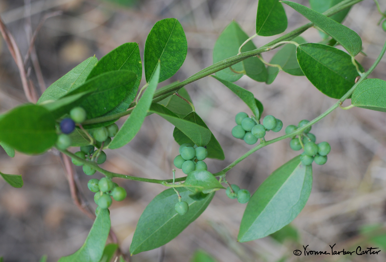 Native Vines – Nahelehele Dryland Forest Restoration
