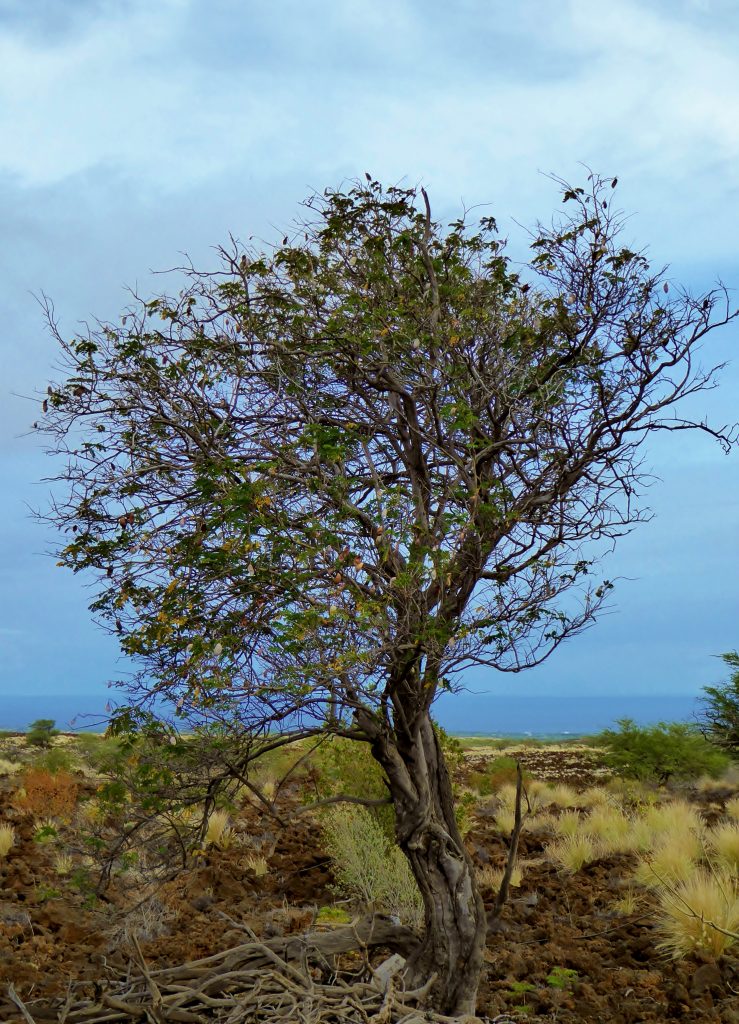 Native Dryland Trees and Their Flowers – Nahelehele Dryland Forest ...