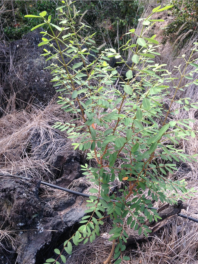 Native Dryland Trees and Their Flowers – Nahelehele Dryland Forest ...