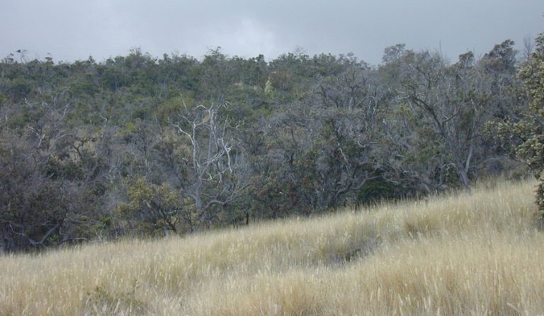 Lesson 1: What is a Dry Forest? – Nahelehele Dryland Forest Restoration