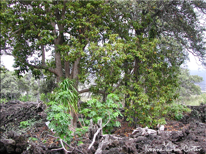 About Dry Forests – Nahelehele Dryland Forest Restoration