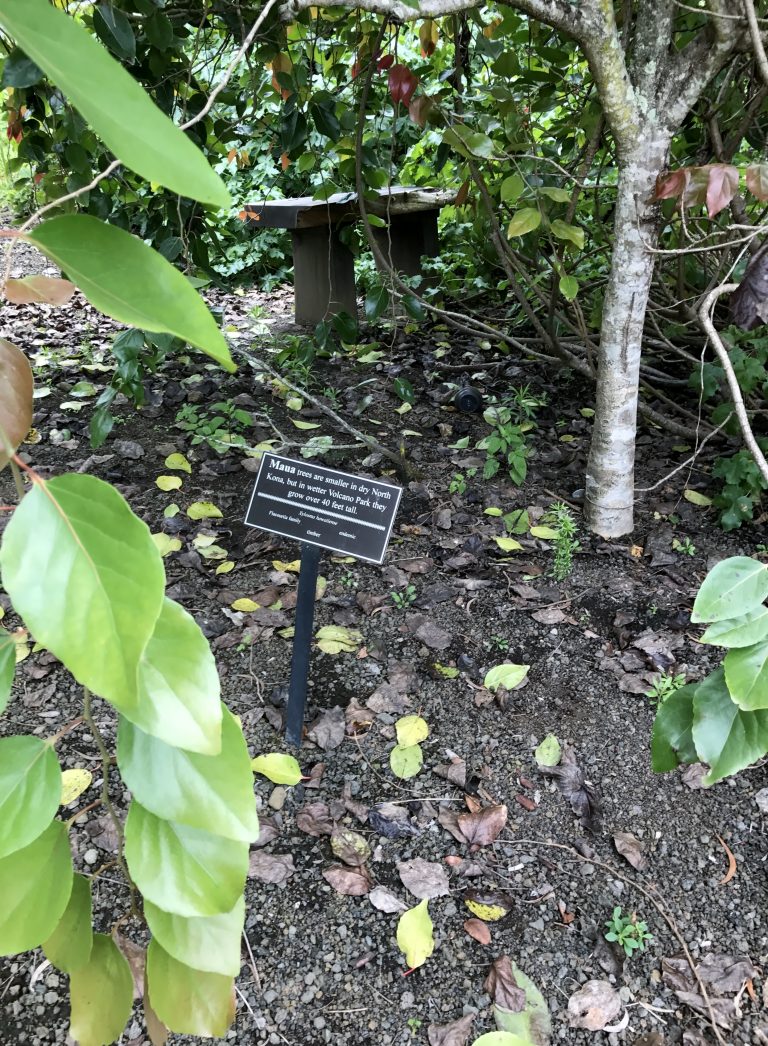 Lesson 1: What is a Dry Forest? – Nahelehele Dryland Forest Restoration