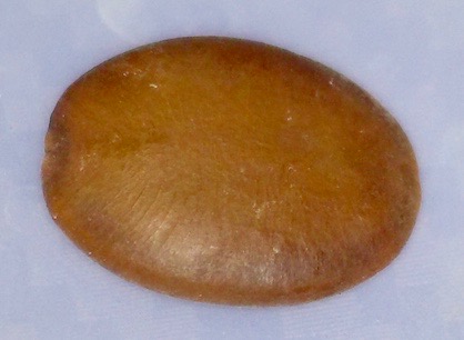 Seed Photo Library – Nahelehele Dryland Forest Restoration