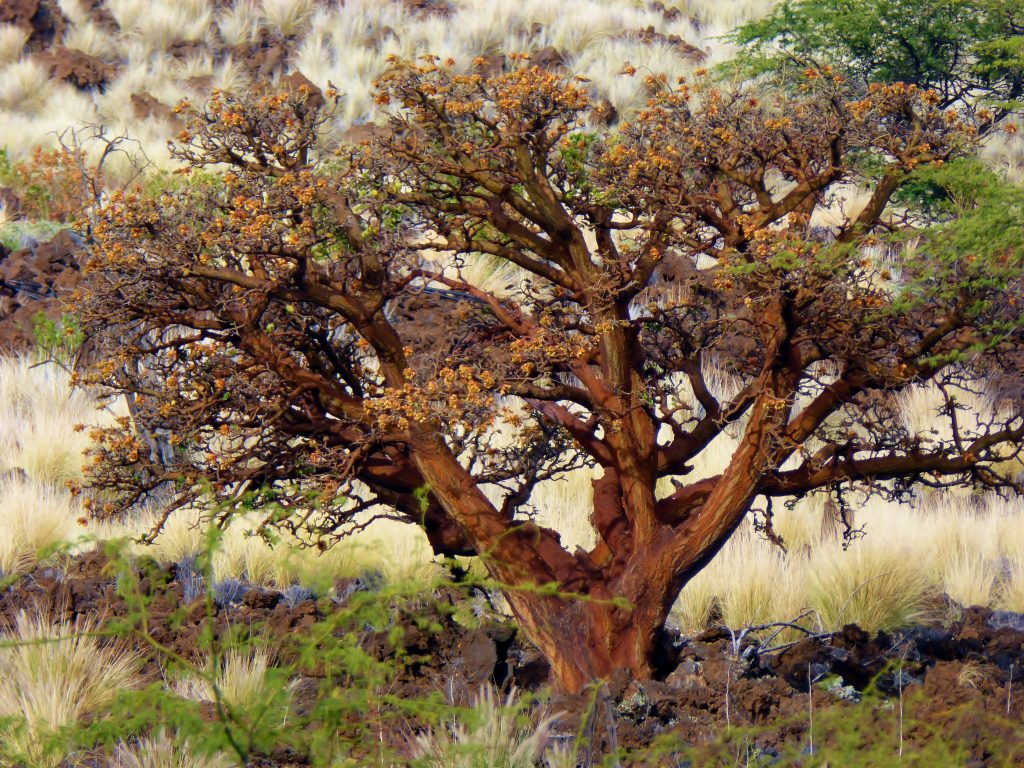 Native Dryland Trees and Their Flowers – Nahelehele Dryland Forest ...